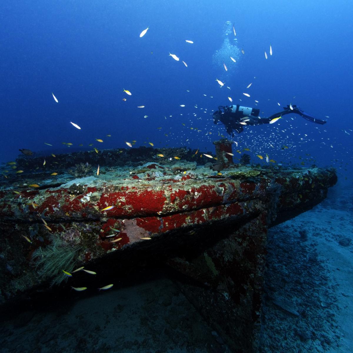 10 plus beaux spots de plongée à Mayotte | Mayotte tourisme