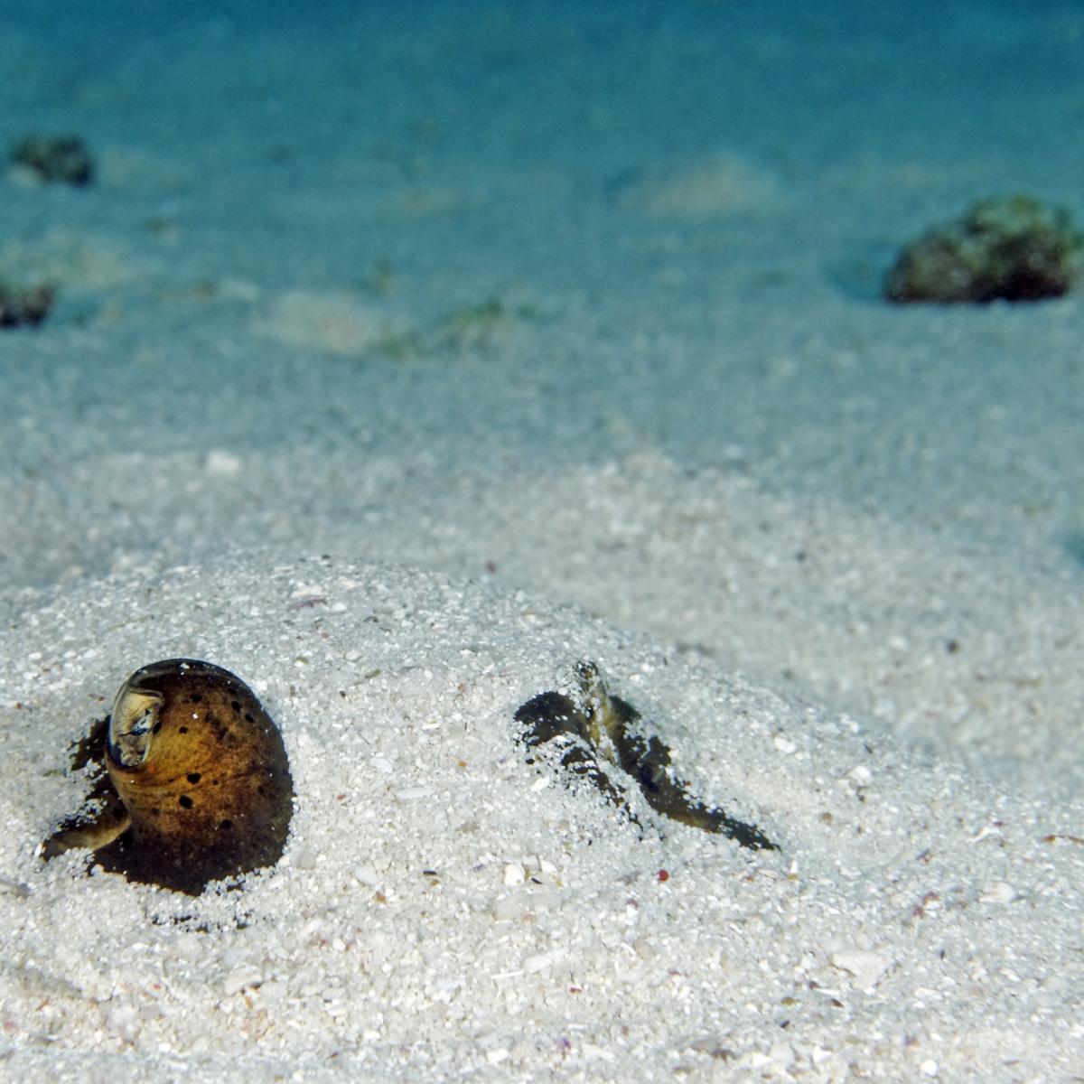10 plus beaux spots de plongée à Mayotte | Mayotte tourisme