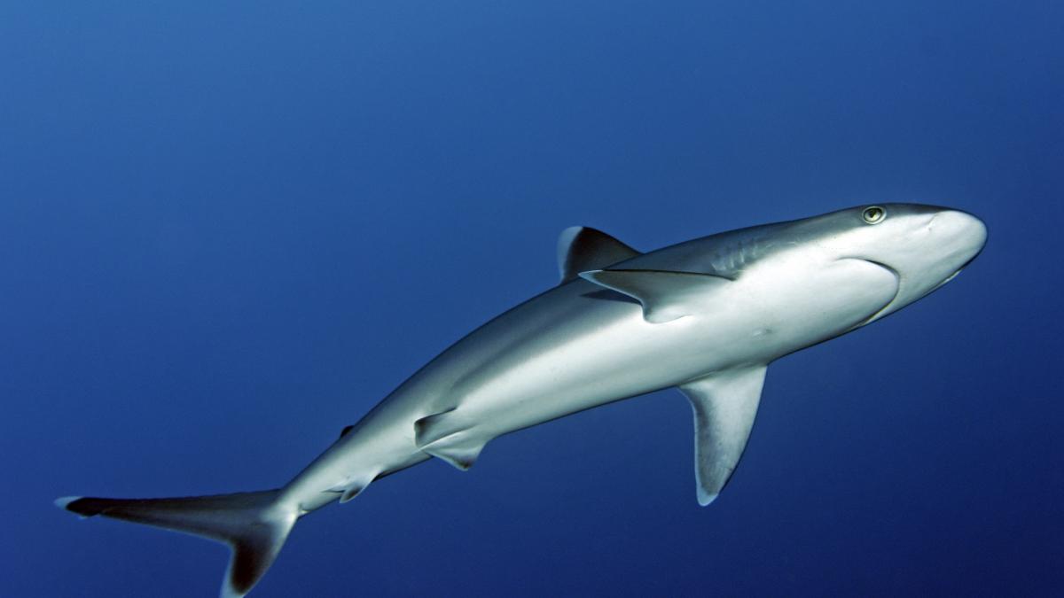 Le lagon, un terrain de jeu unique | Mayotte tourisme