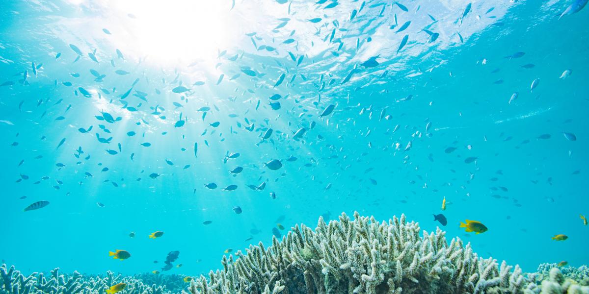 Le lagon, un terrain de jeu unique | Mayotte tourisme