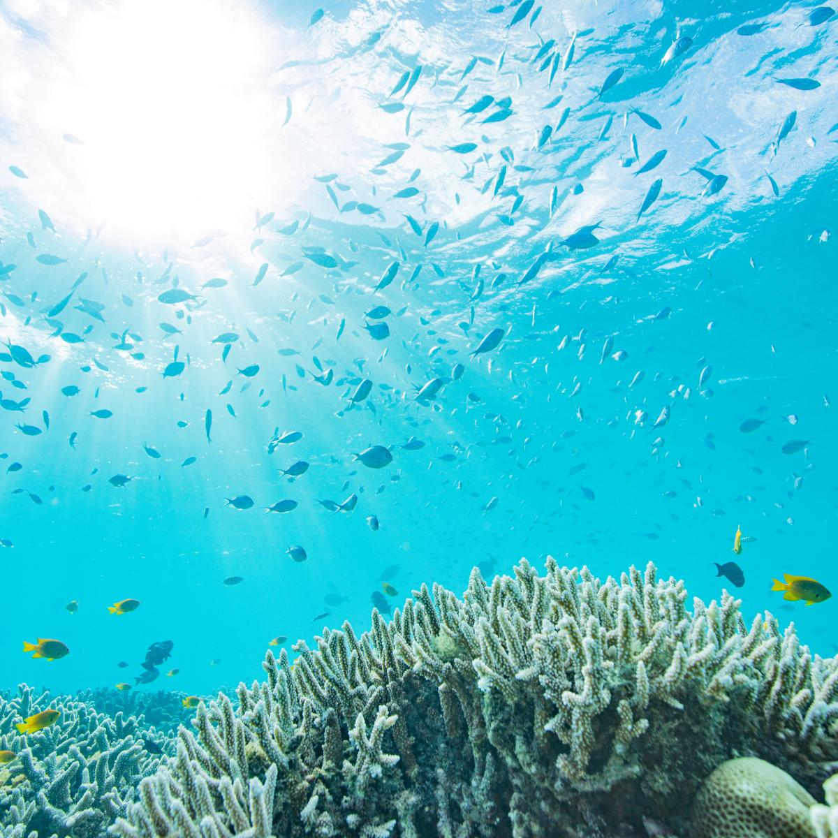 10 plus beaux spots de plongée à Mayotte | Mayotte tourisme