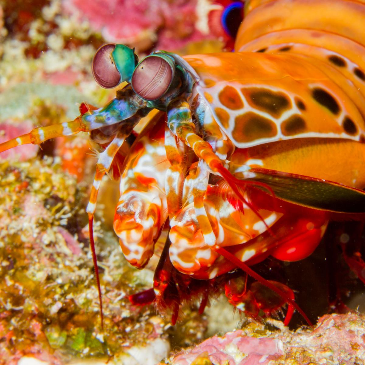 10 plus beaux spots de plongée à Mayotte | Mayotte tourisme