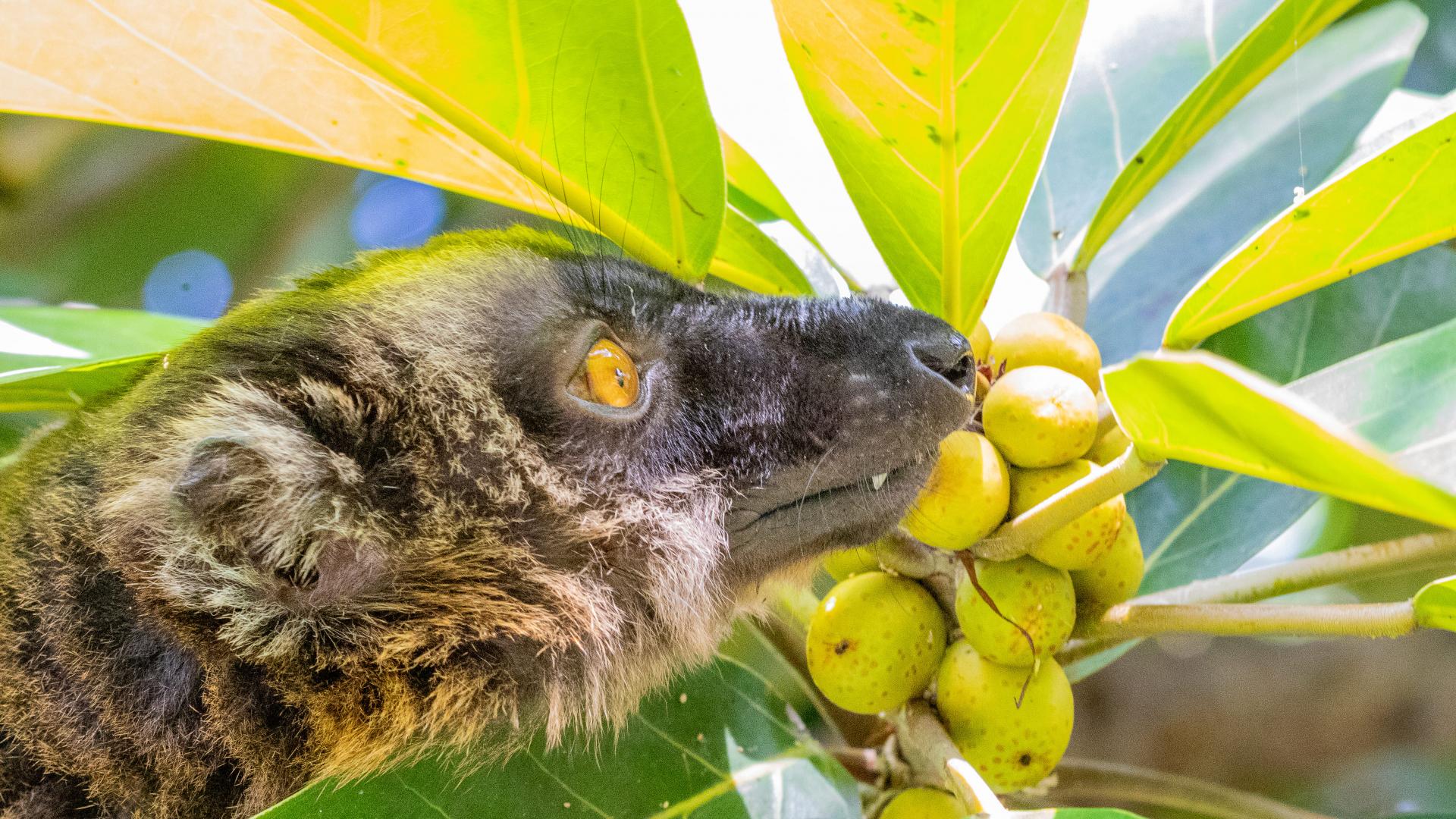 Observer les Makis | Mayotte tourisme