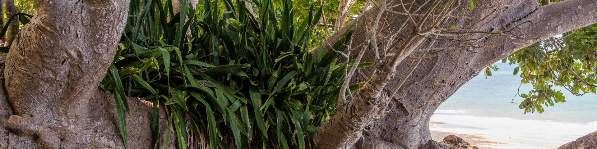 Observer les Makis | Mayotte tourisme