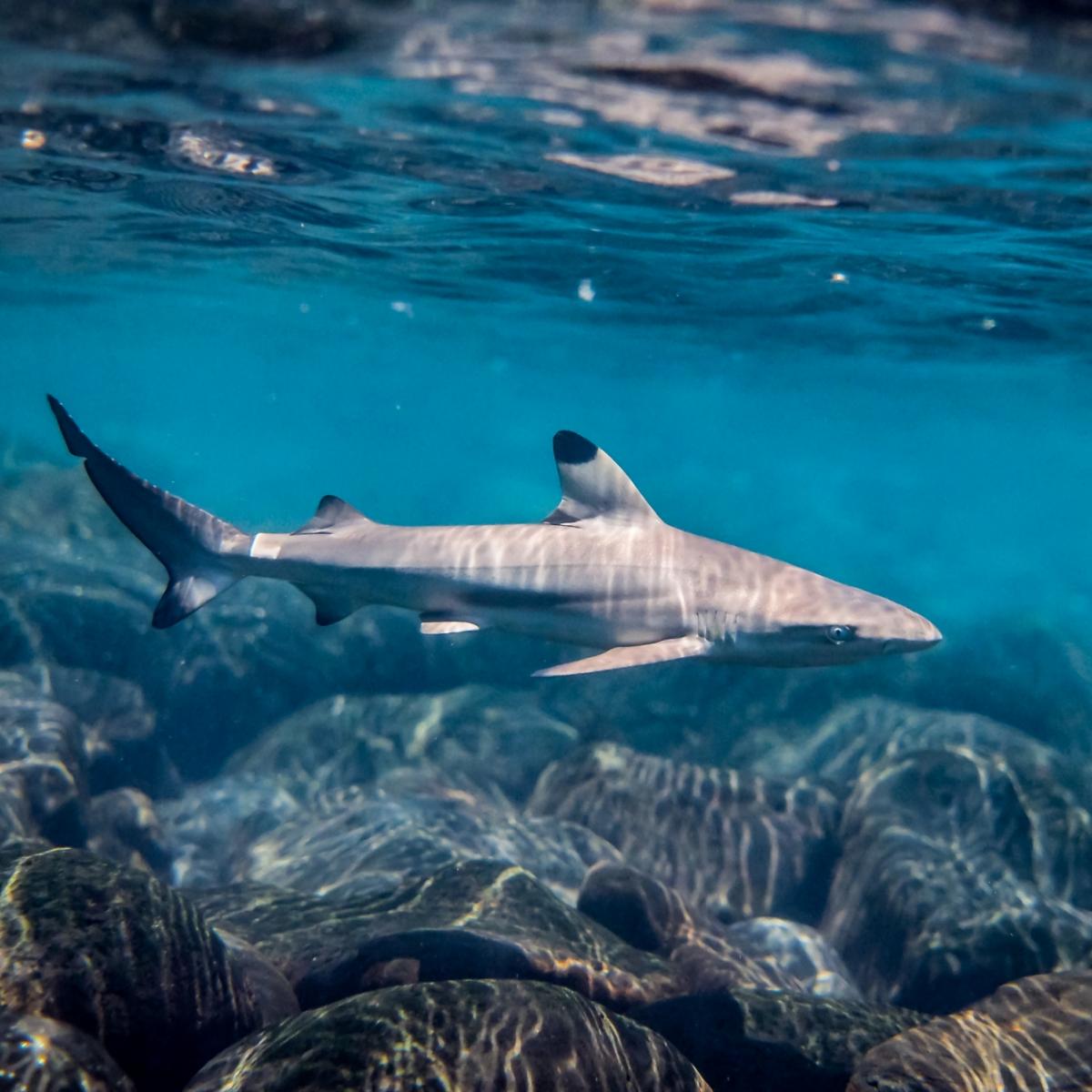10 plus beaux spots de plongée à Mayotte | Mayotte tourisme