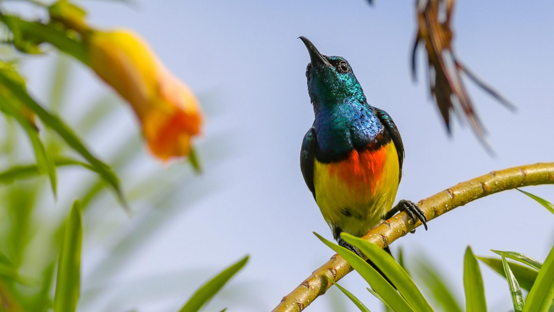 Le souimanga, un oiseau patriotique | Mayotte tourisme