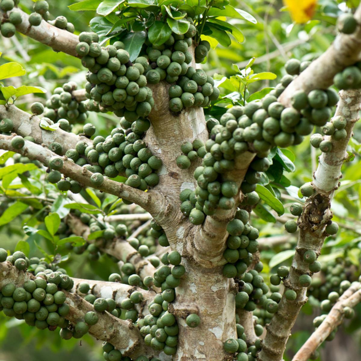 Combava, un agrume à vif | Mayotte tourisme