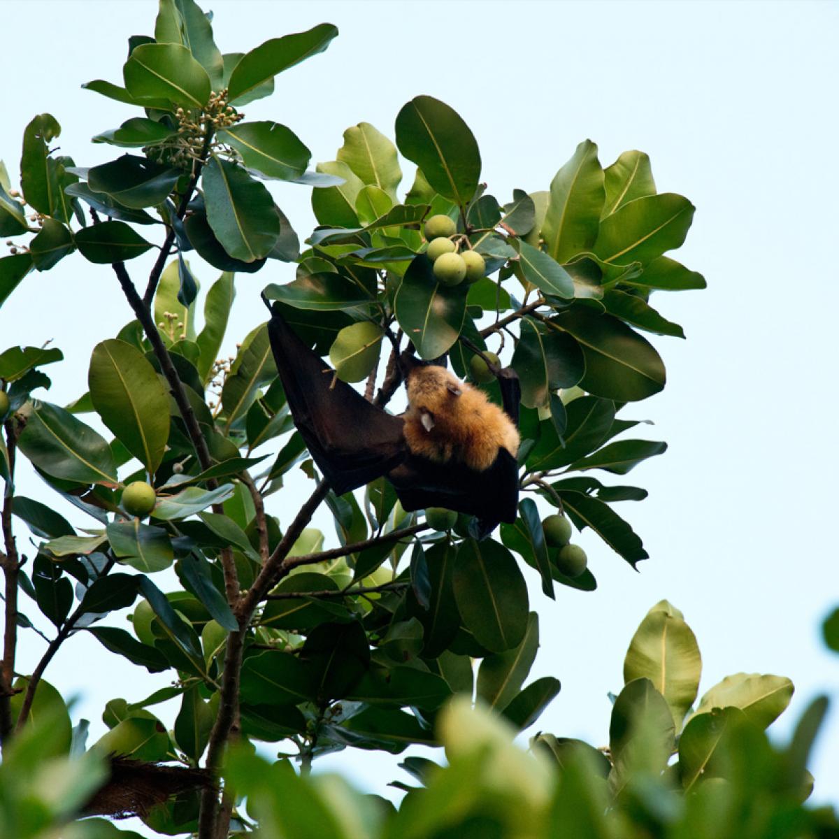 Combava, un agrume à vif | Mayotte tourisme