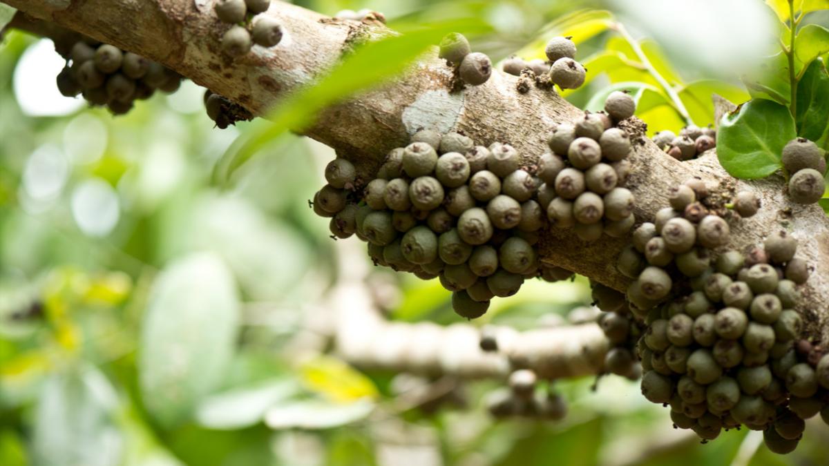 Combava, un agrume à vif | Mayotte tourisme