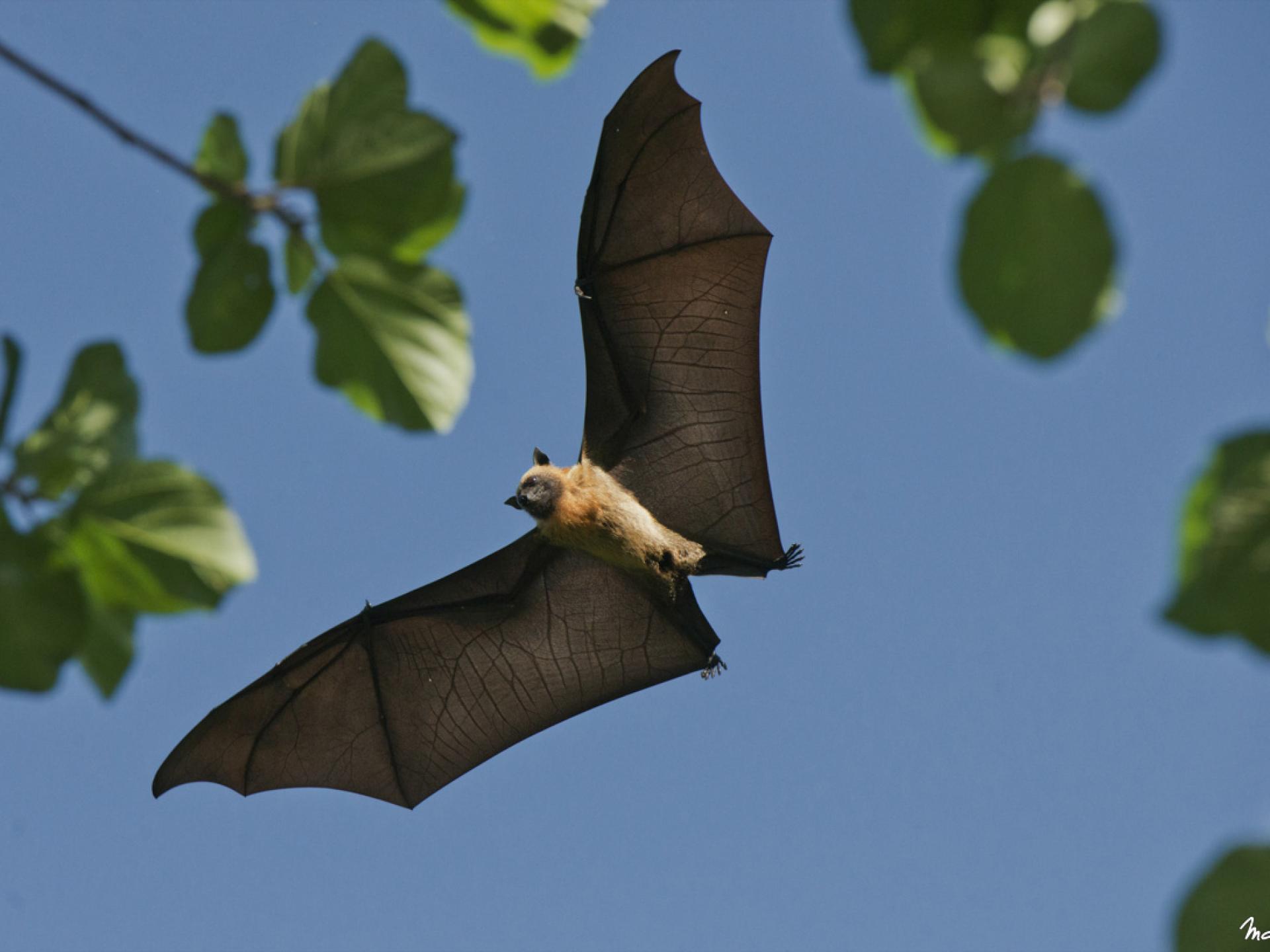 Observer les Makis | Mayotte tourisme