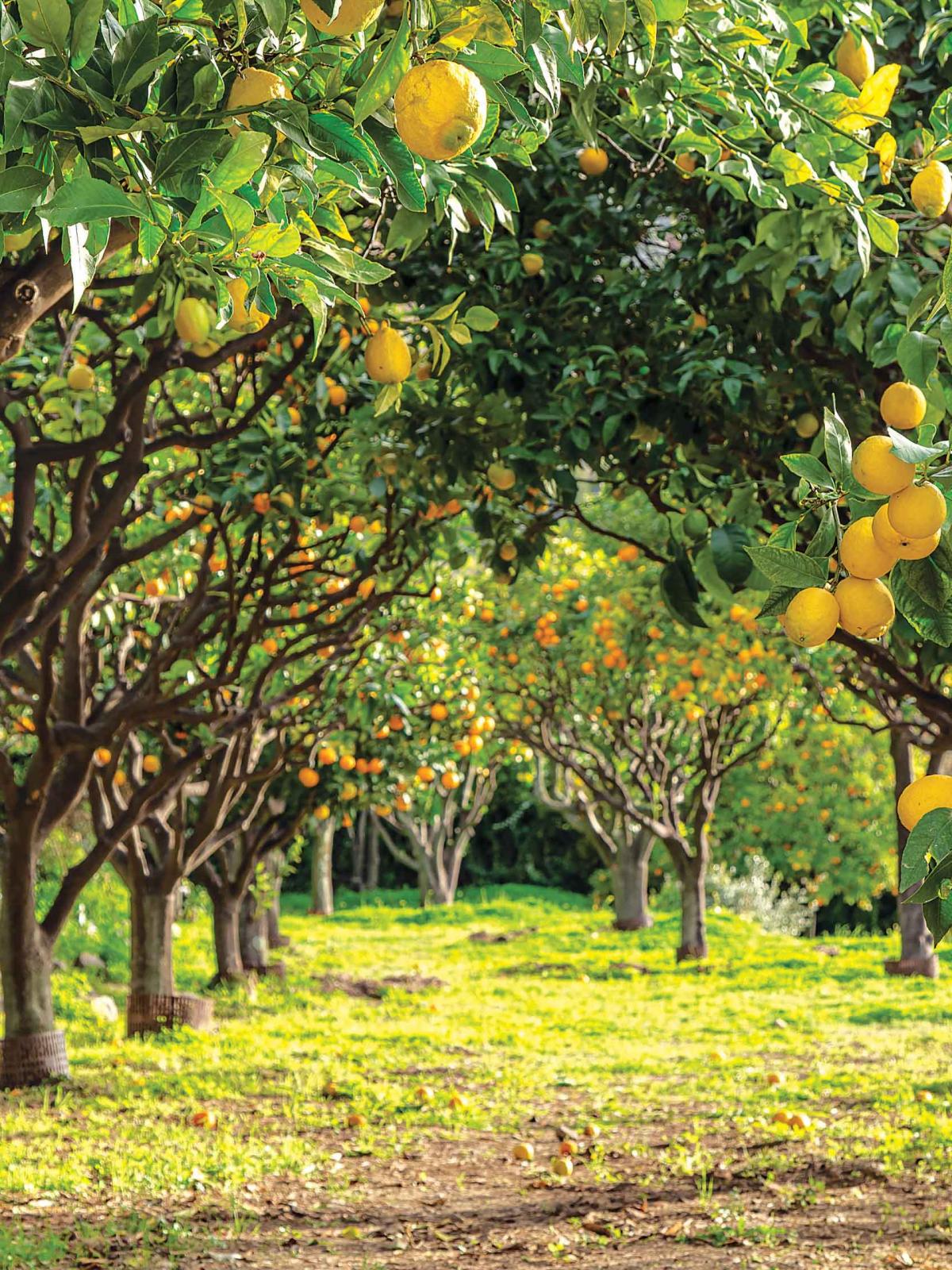 The mild winter | Menton, Riviera & Merveilles Tourist Office