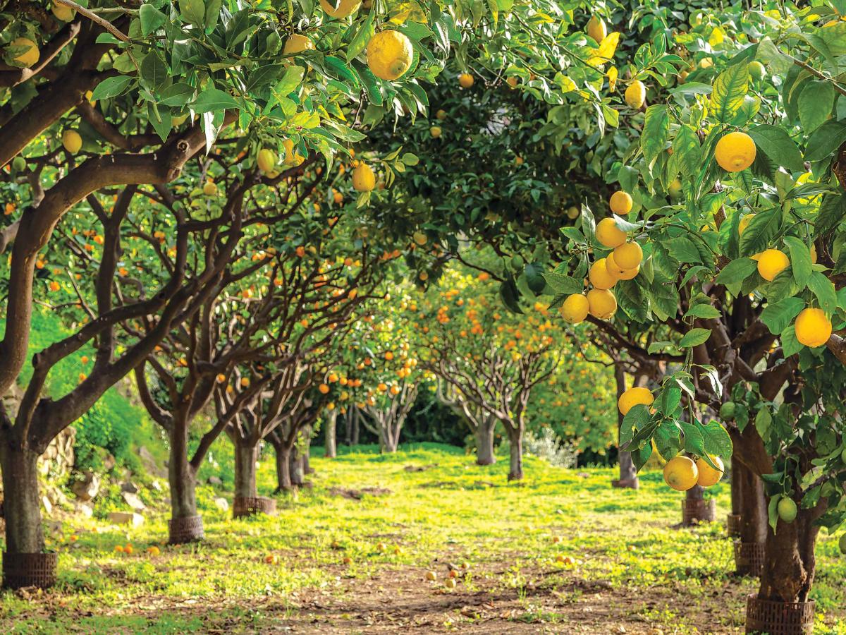 Les Halles Market | Menton, Riviera & Merveilles Tourist Office