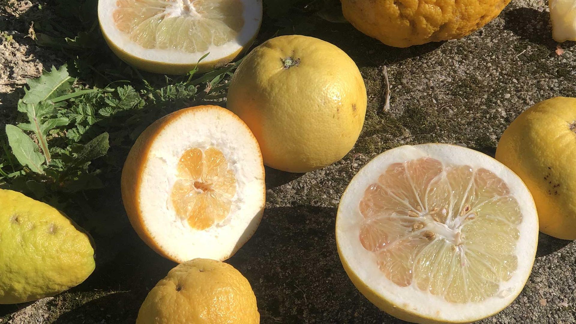 Le citron de Menton | Office de Tourisme Menton, Riviera & Merveilles