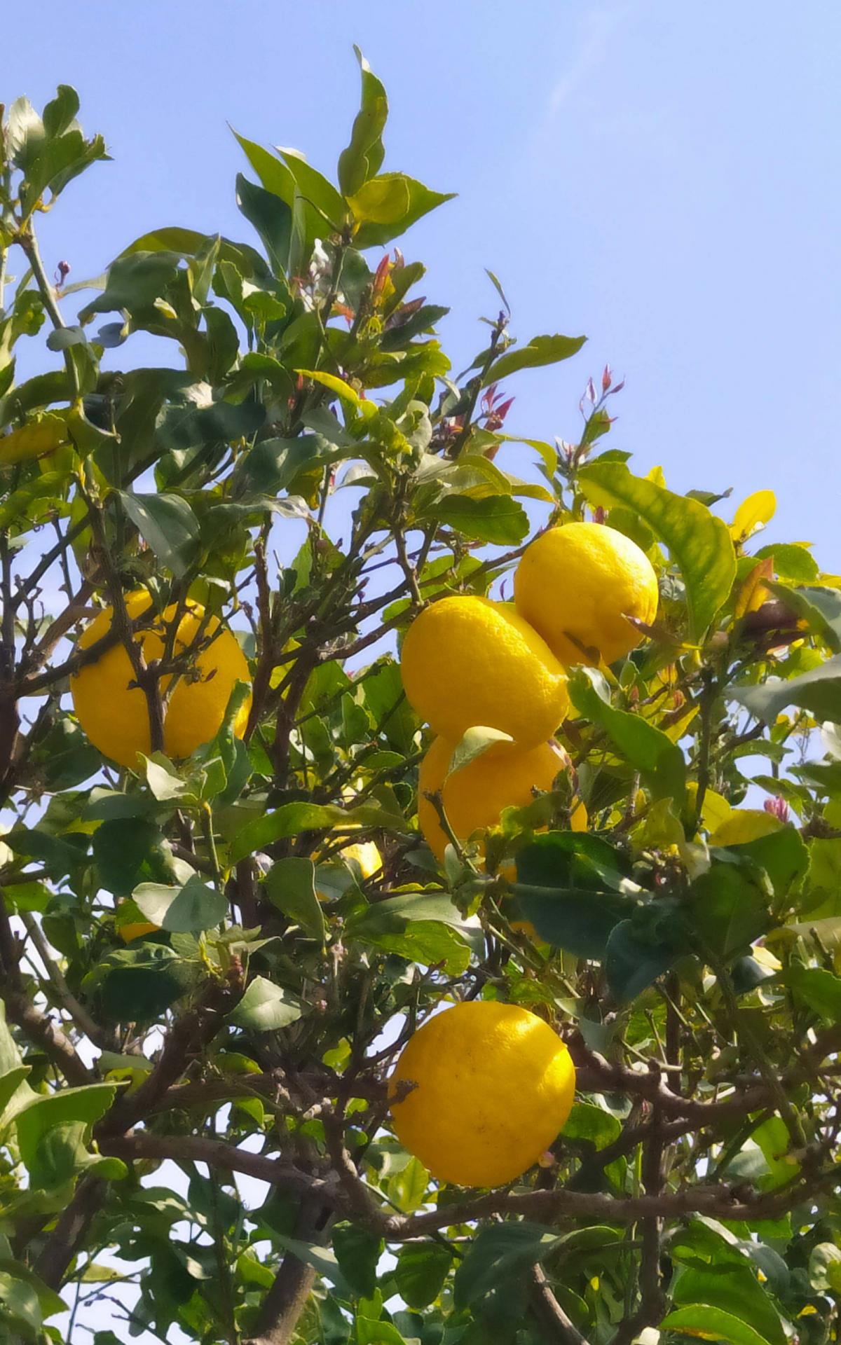 Le citron de Menton | Office de Tourisme Menton, Riviera & Merveilles