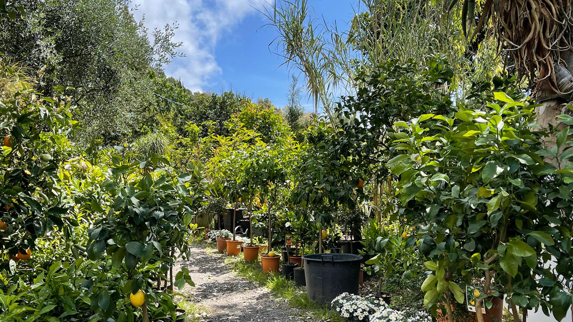 Le citron de Menton | Office de Tourisme Menton, Riviera & Merveilles