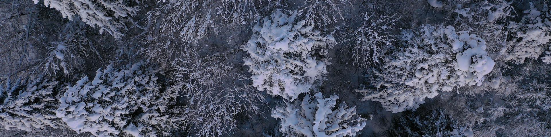 The mild winter | Menton, Riviera & Merveilles Tourist Office