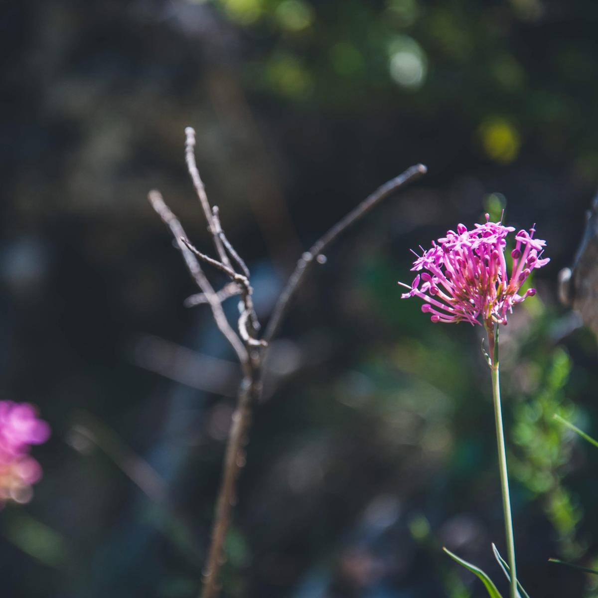City of Stones | Explore Millau