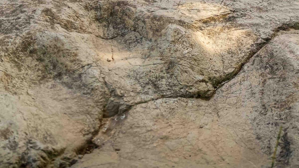 Oh! A dinosaur, a real one! | Explore Millau