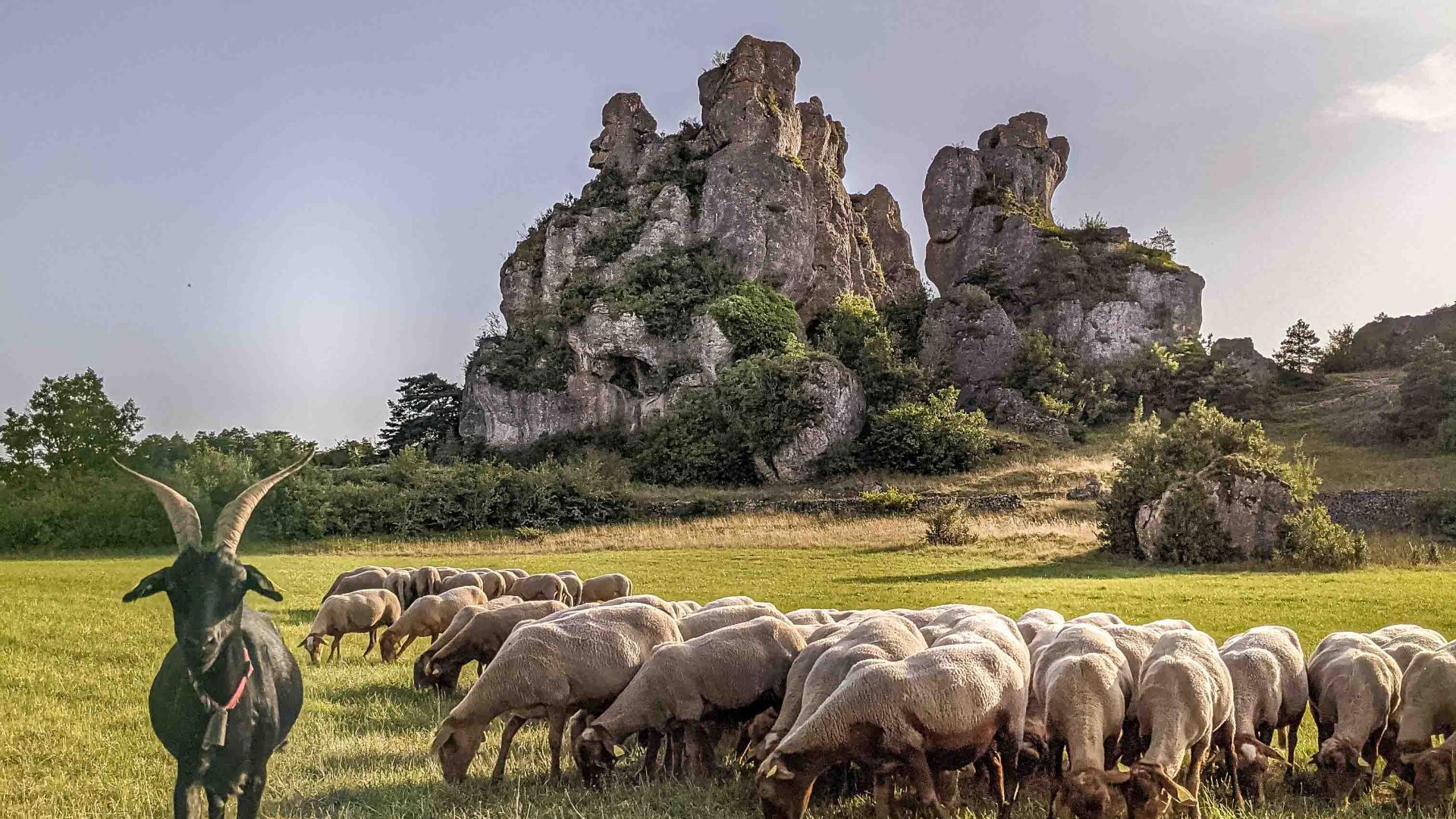 Roquesaltes, tras las huellas de los pastores | Explore Millau