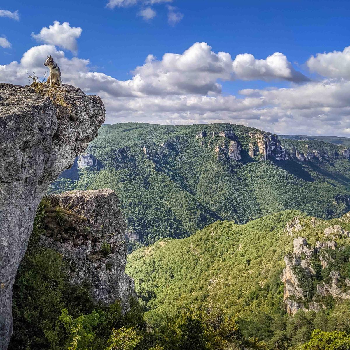 Aventura canina en la cité de pierres | Explore Millau
