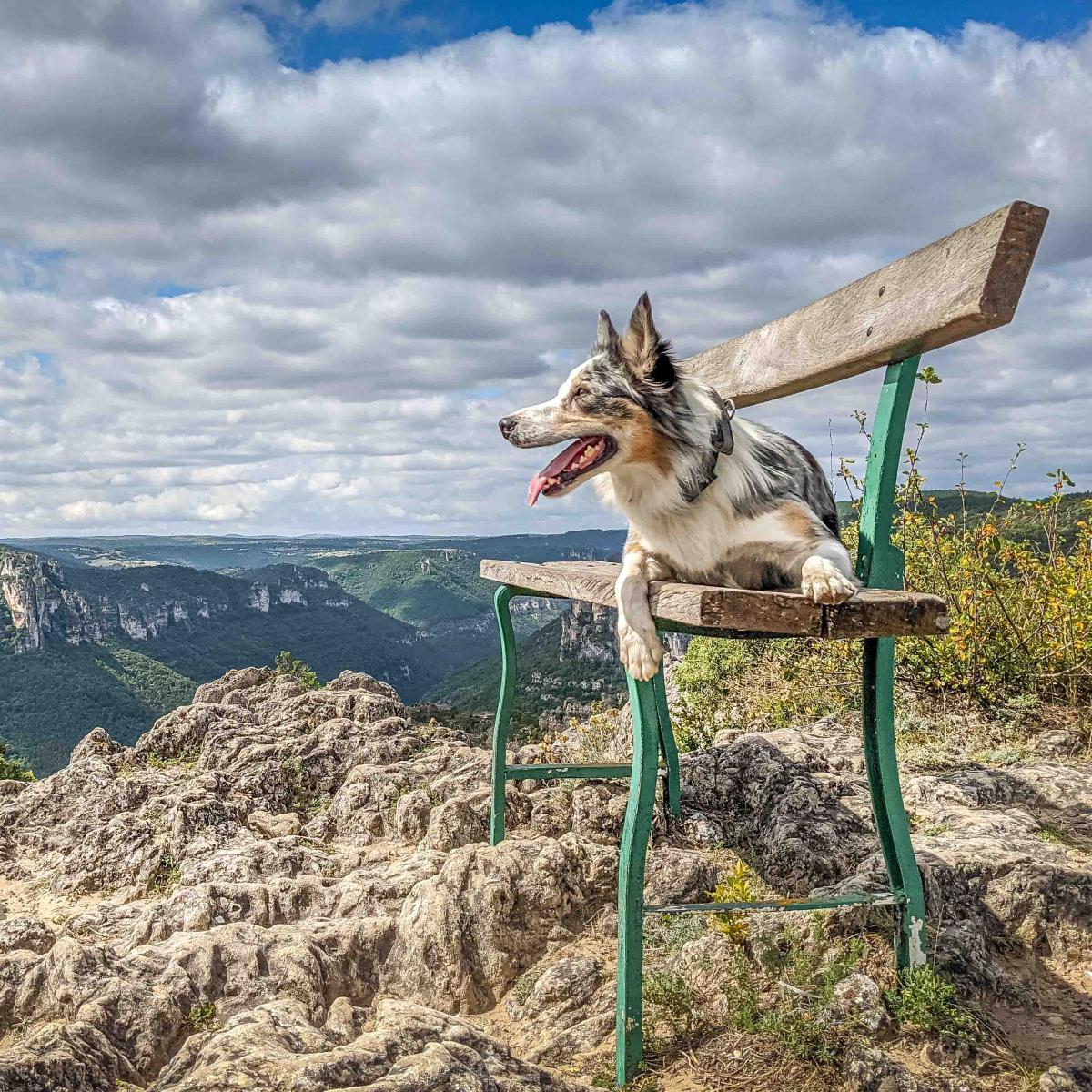 Aventure canine à La Cité de Pierres | Explore Millau