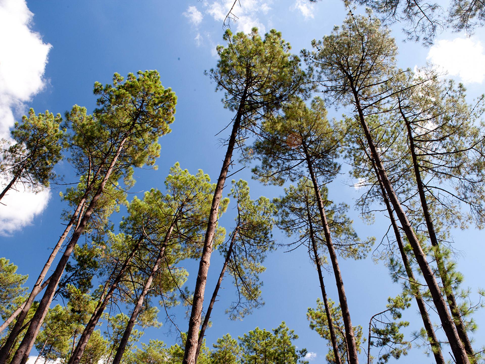 Mont de Marsan (Landes) | Site officiel de l’Office de Tourisme Accueil ...