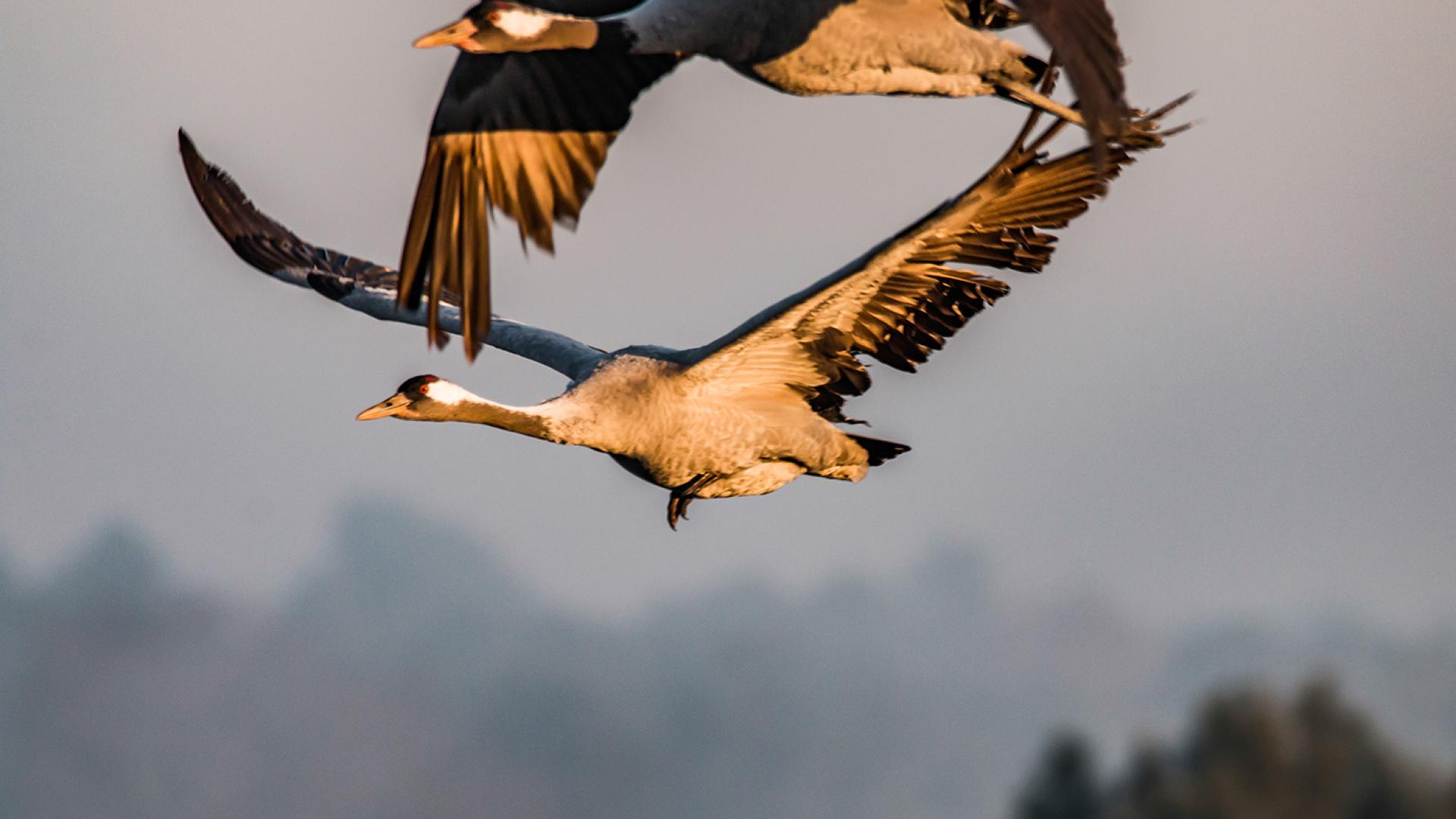 Se ressourcer autour du lac d’Arjuzanx | Mont de Marsan Tourisme