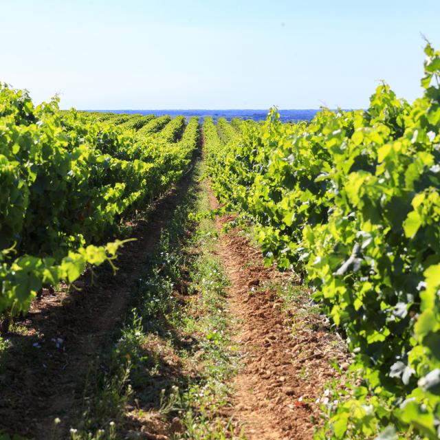 TAM – VELOMAGG (Montpellier) | Montpellier Tourism