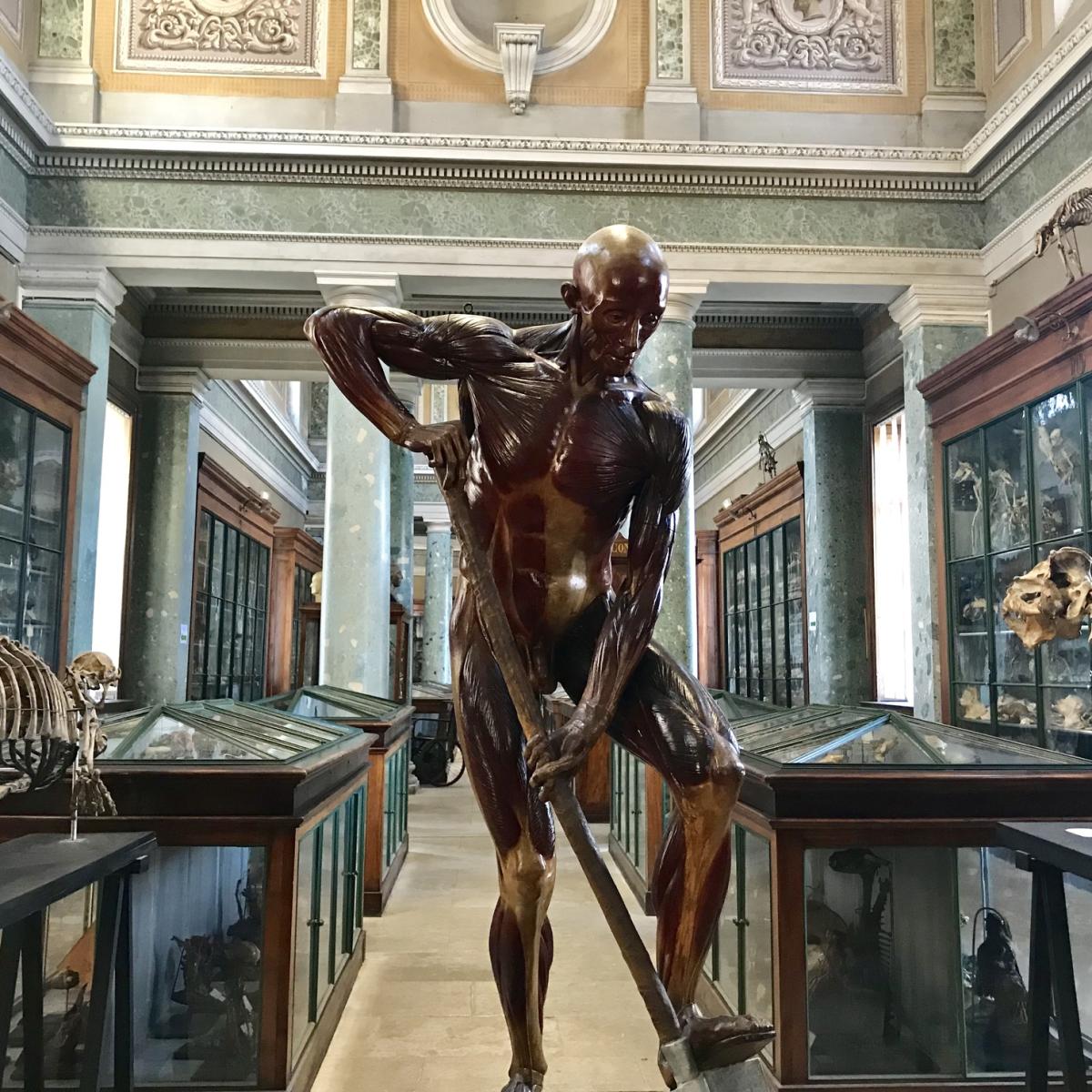 Facultad de Medicina | Montpellier Turismo