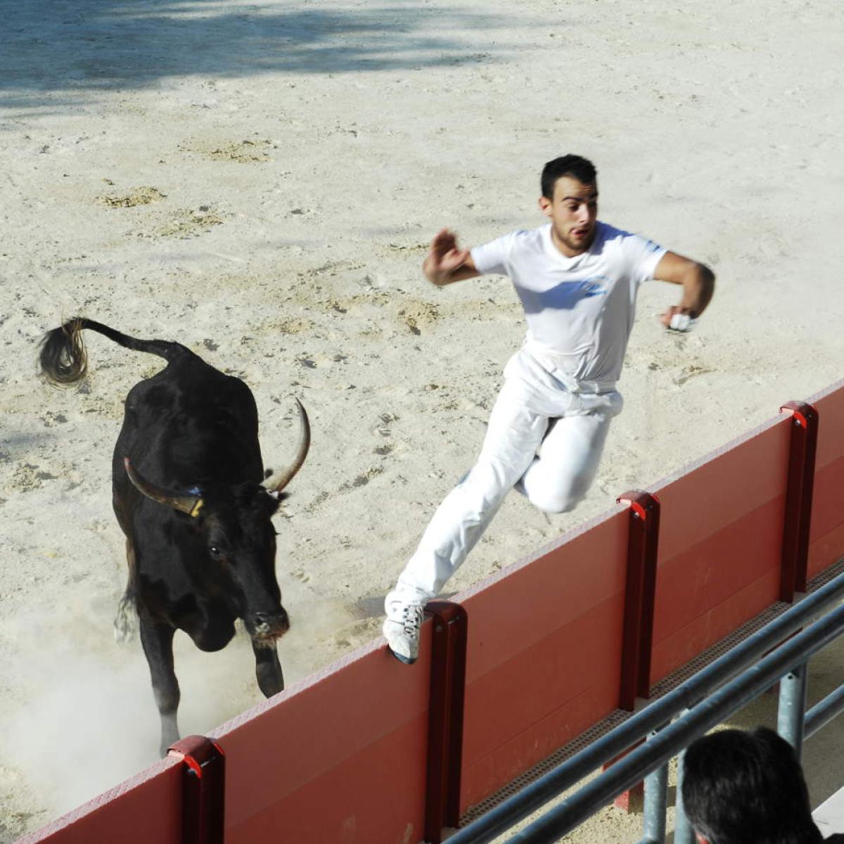 Camargue bullfight | Montpellier Tourism
