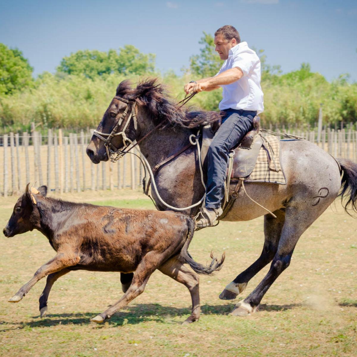 Camargue bullfight | Montpellier Tourism