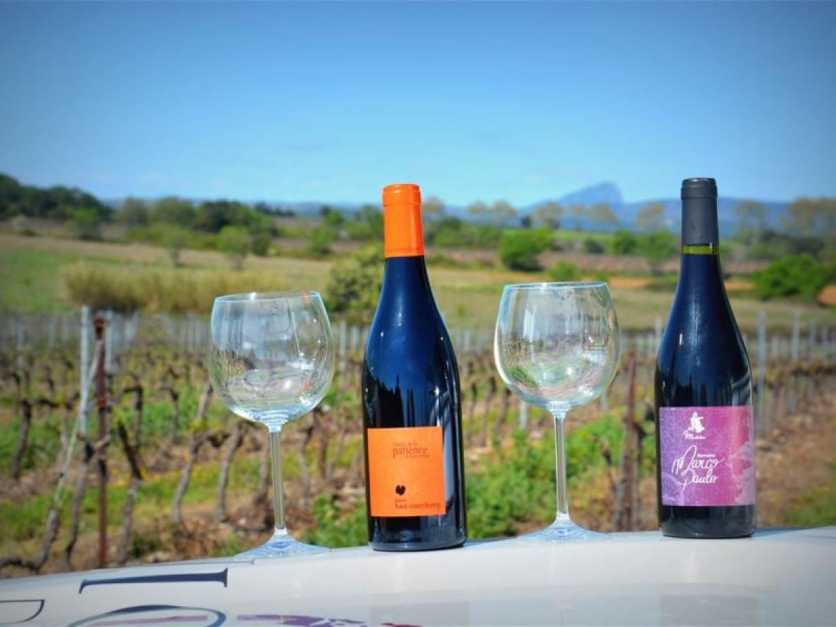 Oenotourisme et vignobles | Montpellier Tourisme