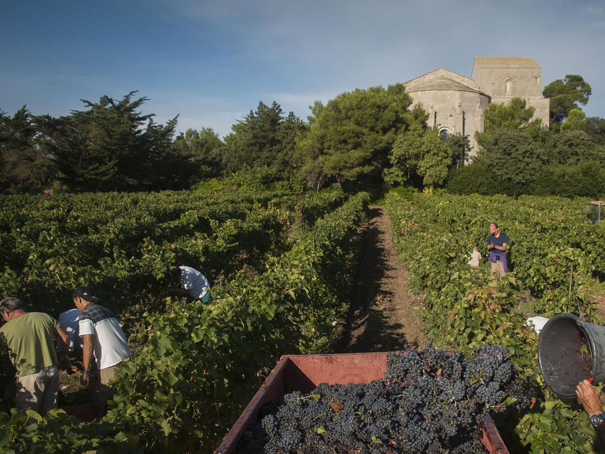 Domaine de Maguelone – Les Compagnons de Maguelone | Montpellier Tourisme