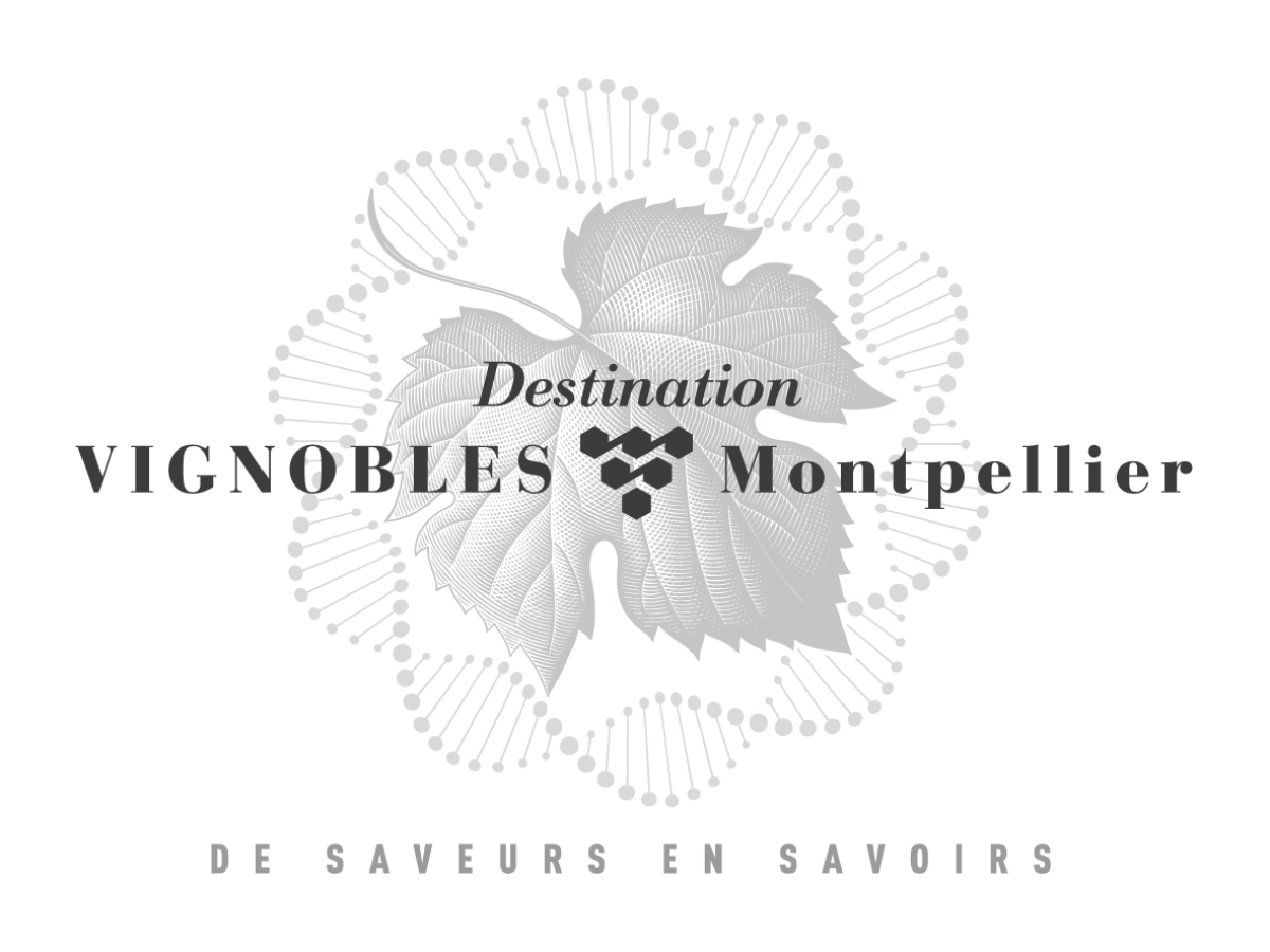 Oenotourisme et vignobles | Montpellier Tourisme