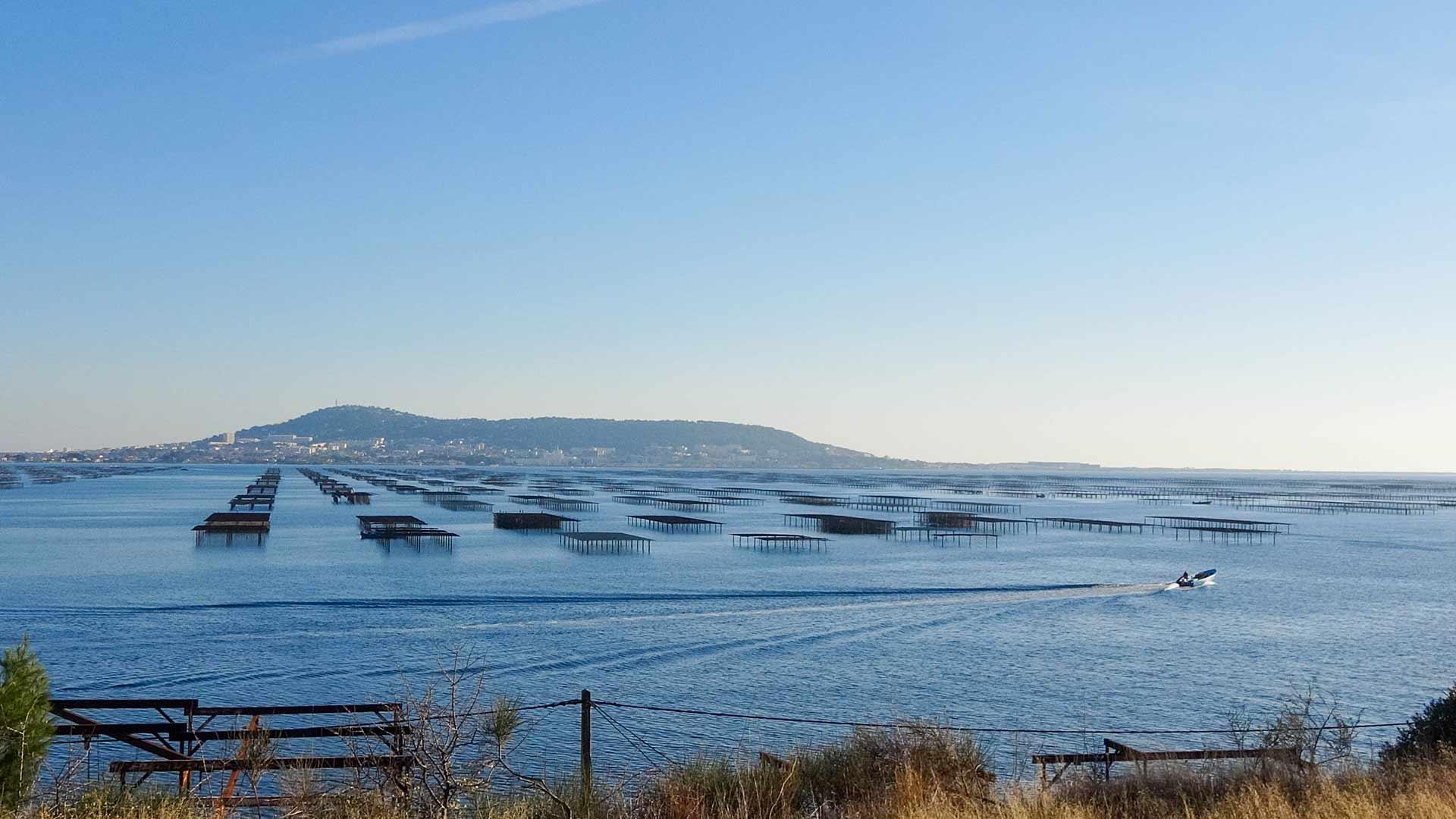 Región ostrícola de la Laguna de Thau | Montpellier Turismo