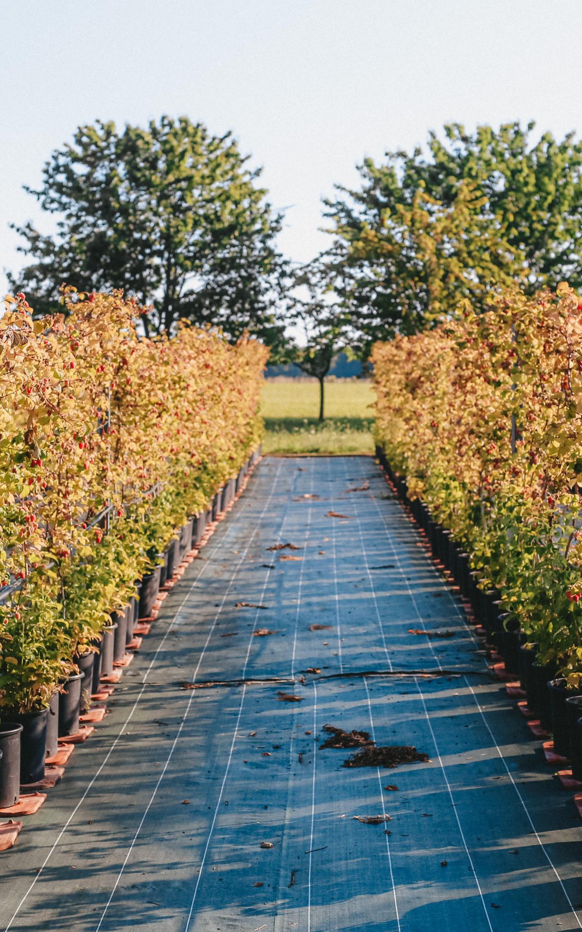 The Machilly raspberry | Monts du Genevois – Your nature escape in ...