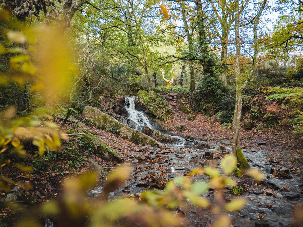 Forêt de Brocéliande : Balade, histoire, randonnée et activités