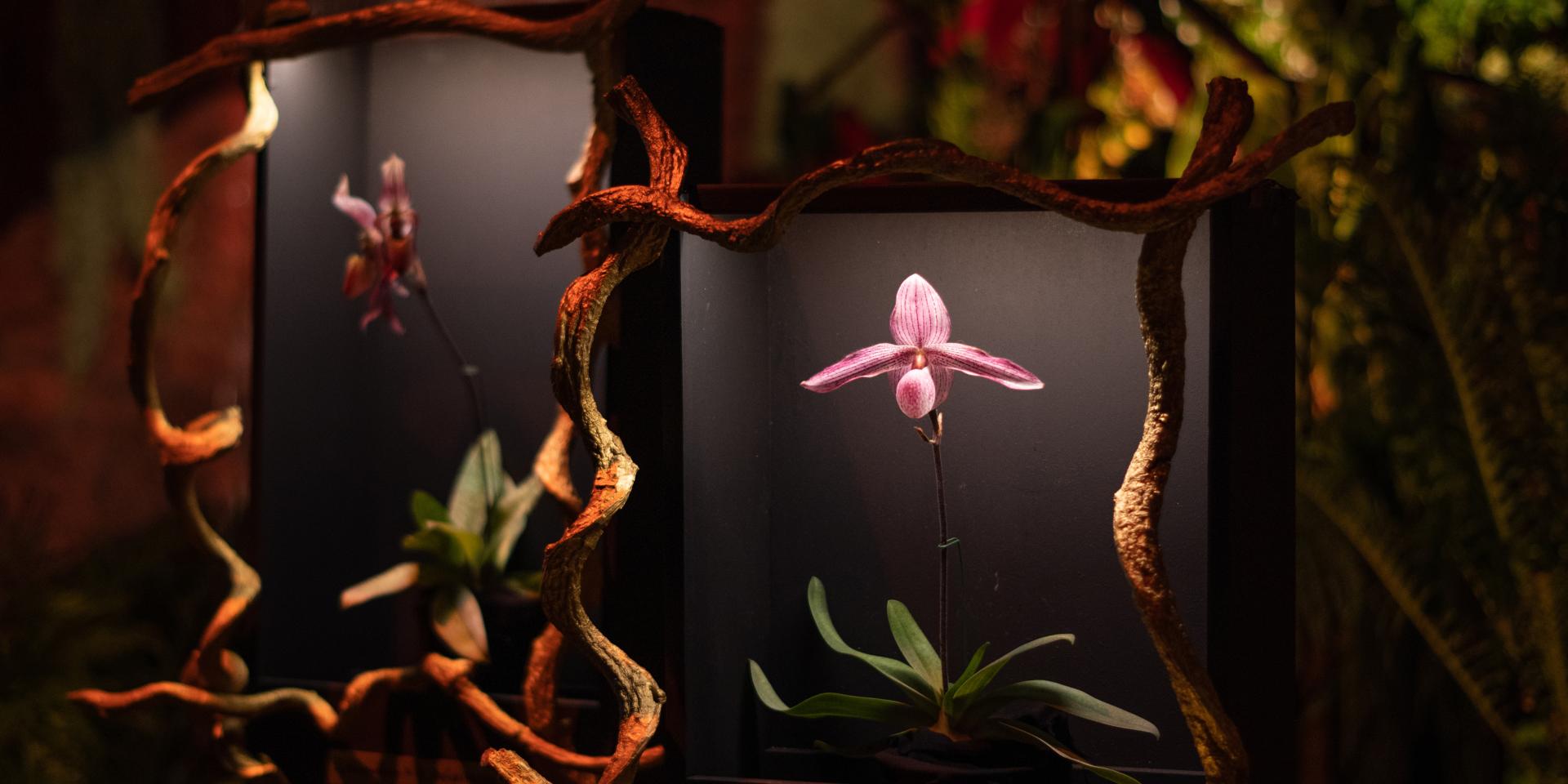 Folie Flore | mulhouse-tourisme