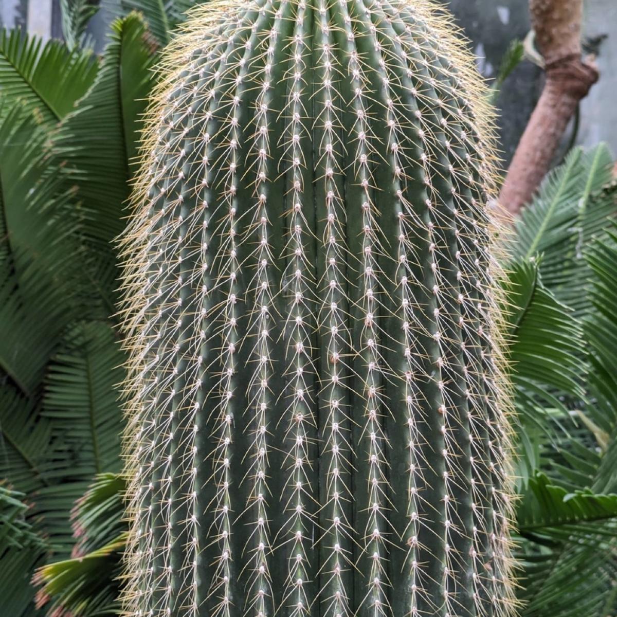 The Saint Nicholas festivities in Nancy | Nancy Tourisme