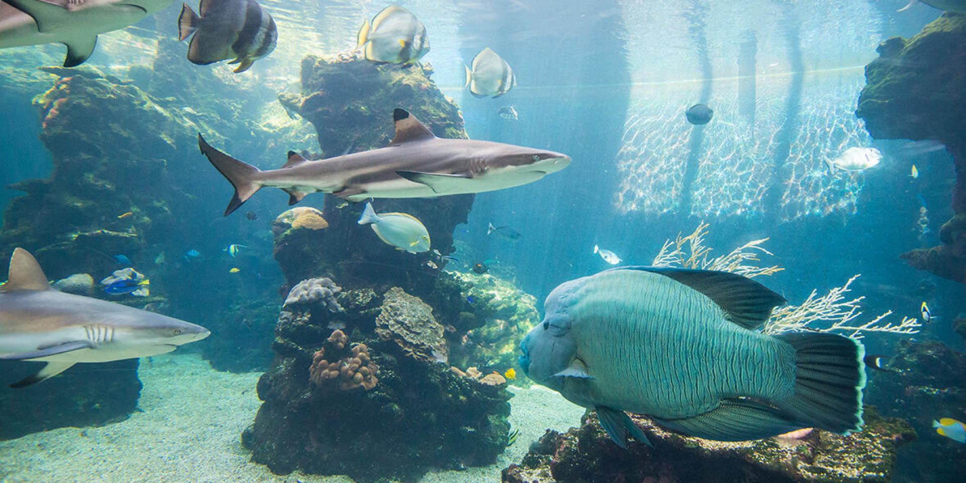 Aquarium des Lagons: Discover Underwater Wonders | New Caledonia Tourism: The official website ...