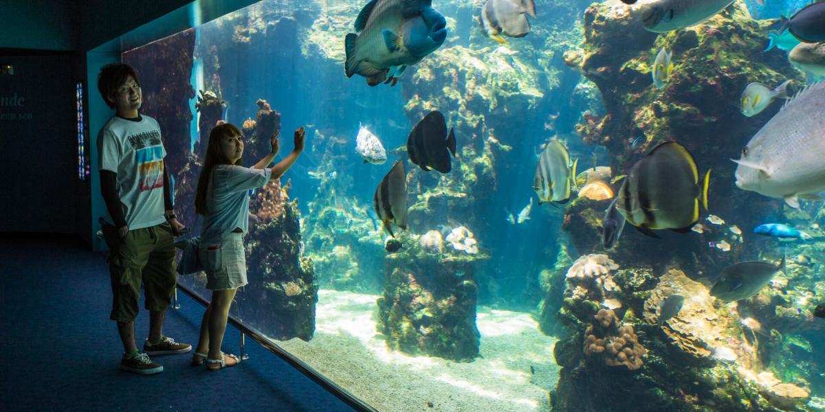 Visiter l’Aquarium des Lagons à Nouméa | Nouvelle-Calédonie Tourisme : Le site officiel du ...
