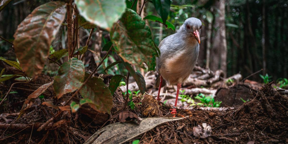 Emblematic animals of New Caledonia | New Caledonia Tourism: The ...
