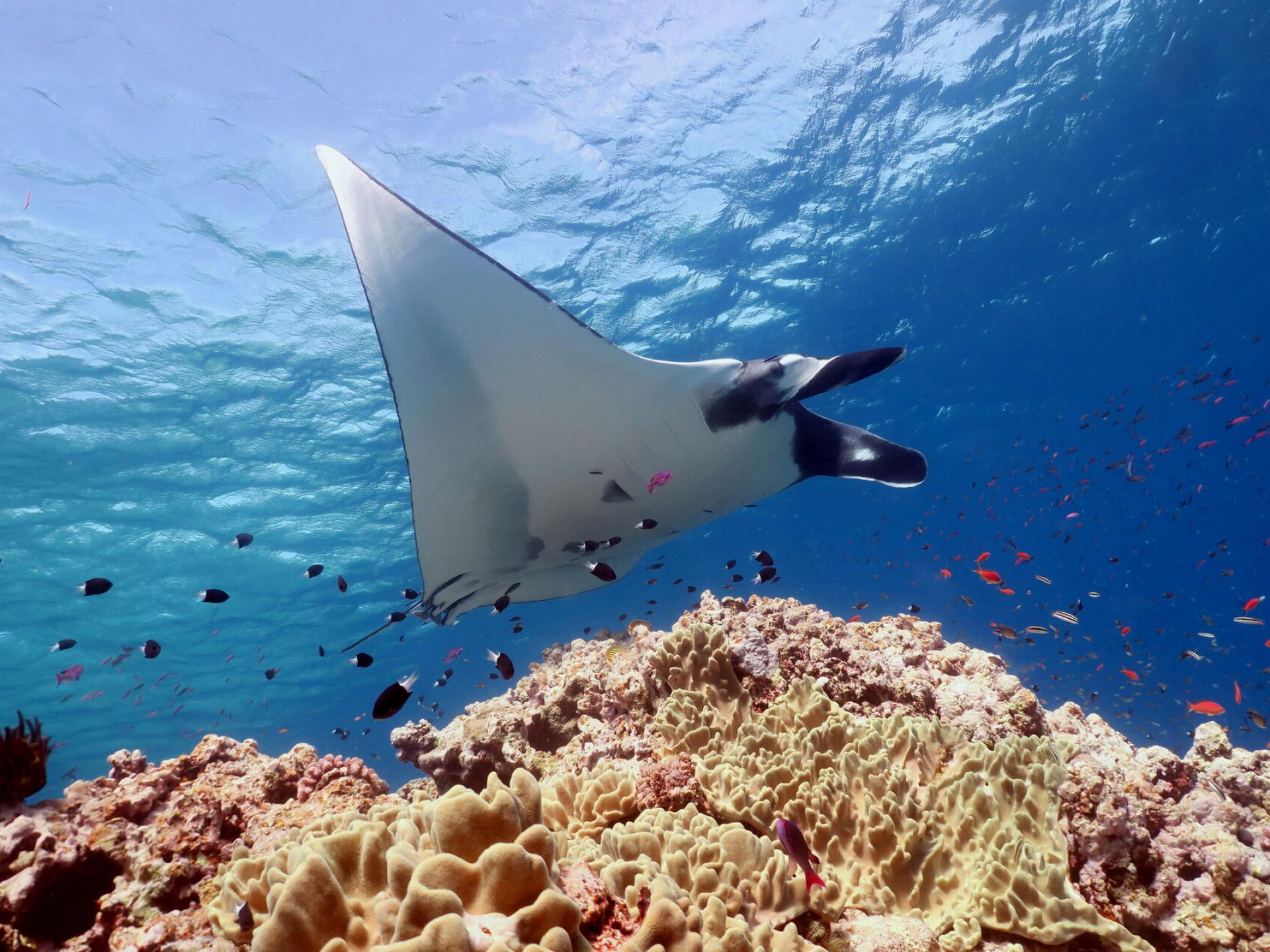 Ouvéa: Discover Paradise in the Pacific | Loyalty Islands, New Caledonia