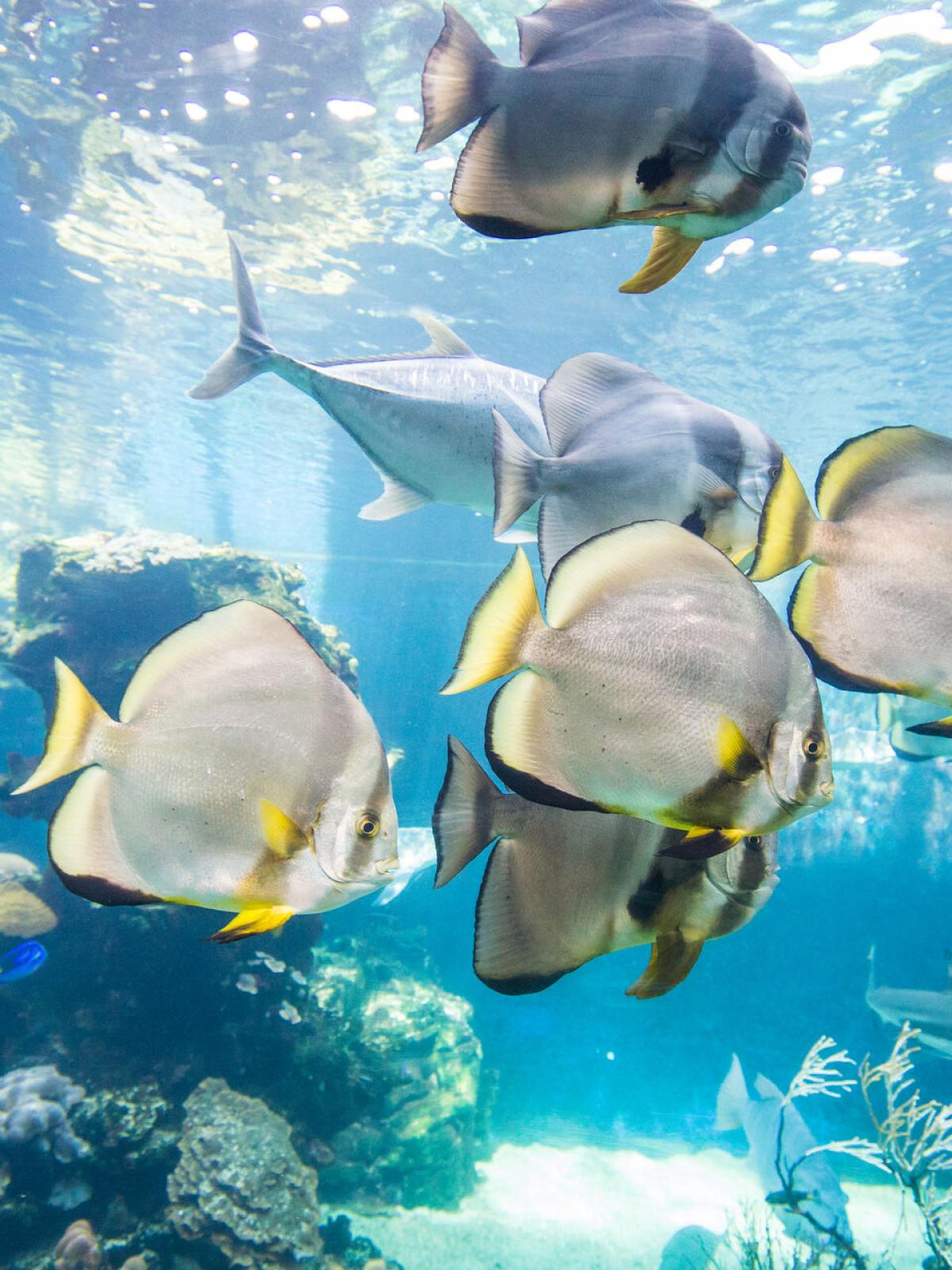 Visiter l’Aquarium des Lagons à Nouméa | Nouvelle-Calédonie Tourisme : Le site officiel du ...