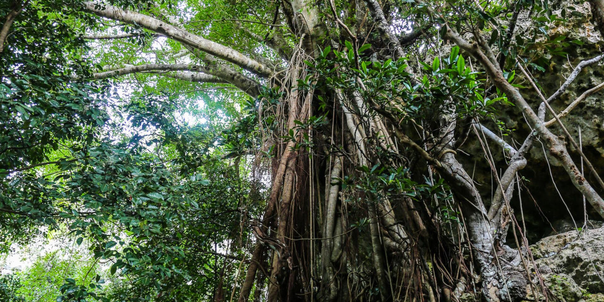 Plage et joyaux de Luengoni à Lifou | Nouvelle-Calédonie Tourisme : Le ...