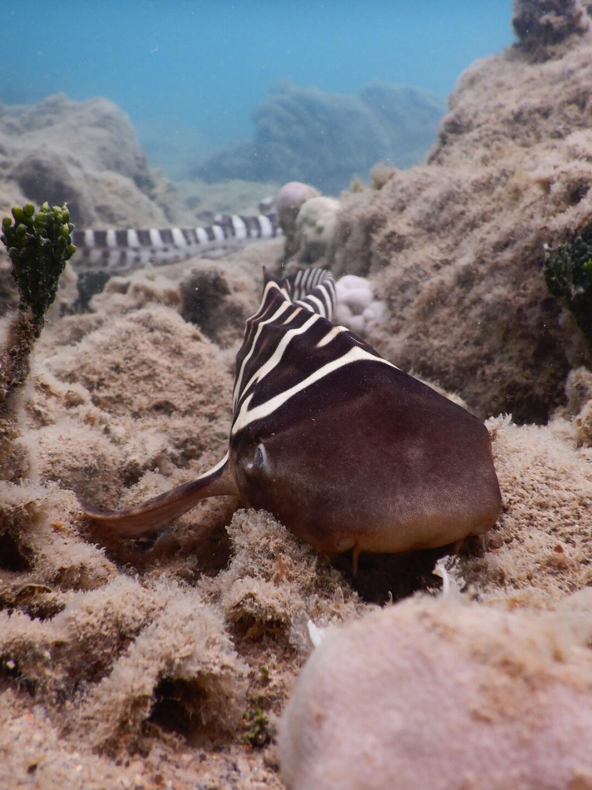 Aquarium des Lagons: Discover Underwater Wonders | New Caledonia Tourism: The official website ...