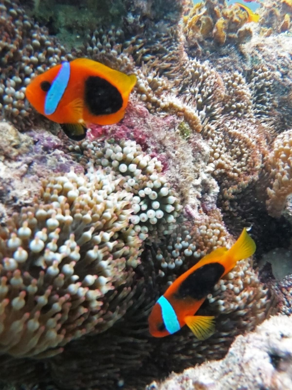 Snorkelling in New Caledonia’s Stunning Lagoon | New Caledonia Tourism ...