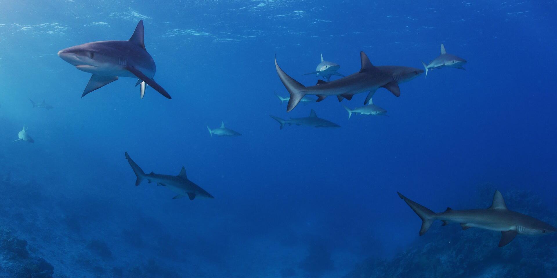 Plonger en Nouvelle-Calédonie | Nouvelle-Calédonie Tourisme : Le site ...