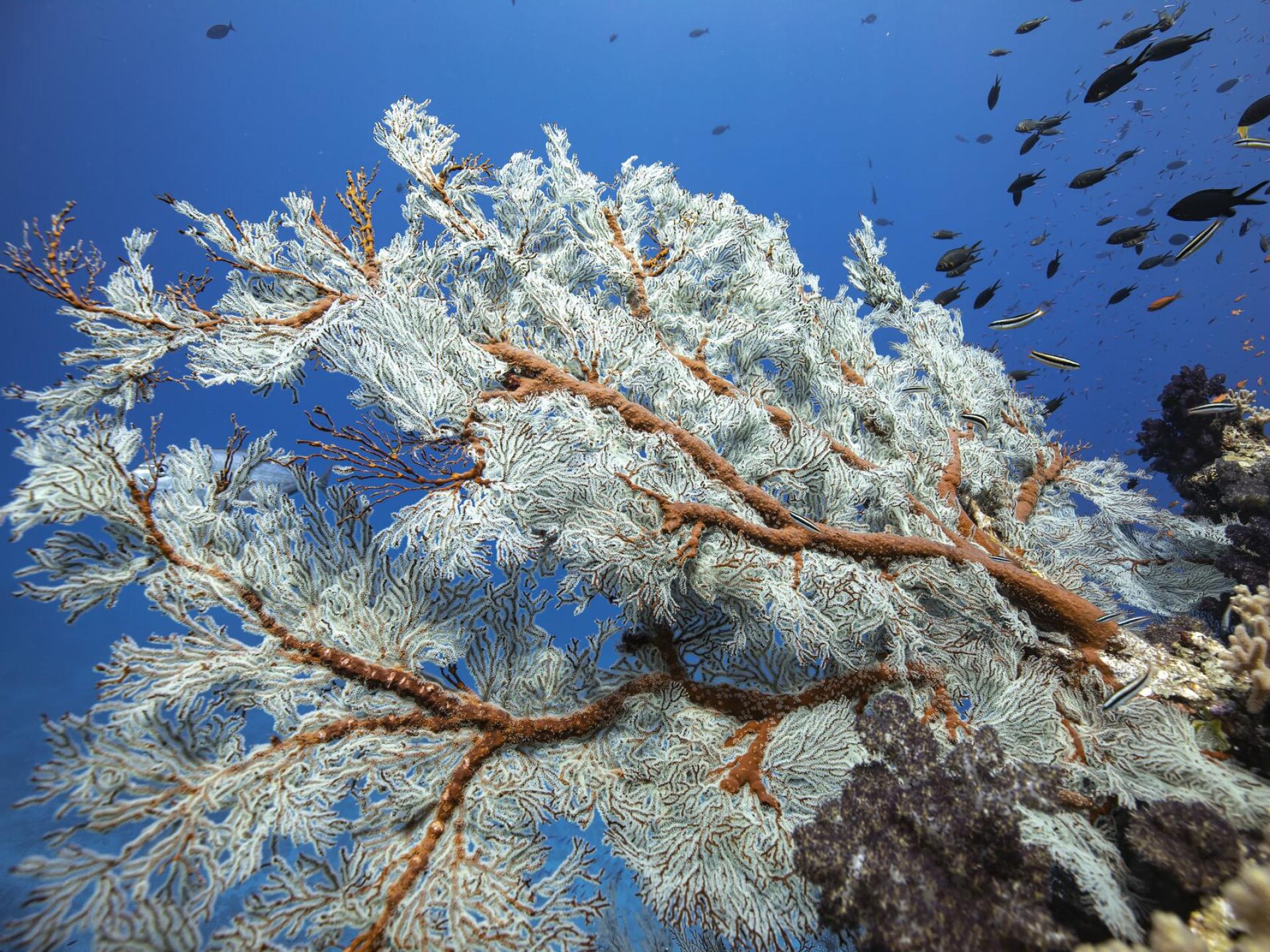 Explore the Nature of New Caledonia’s Lagoon | New Caledonia Tourism ...