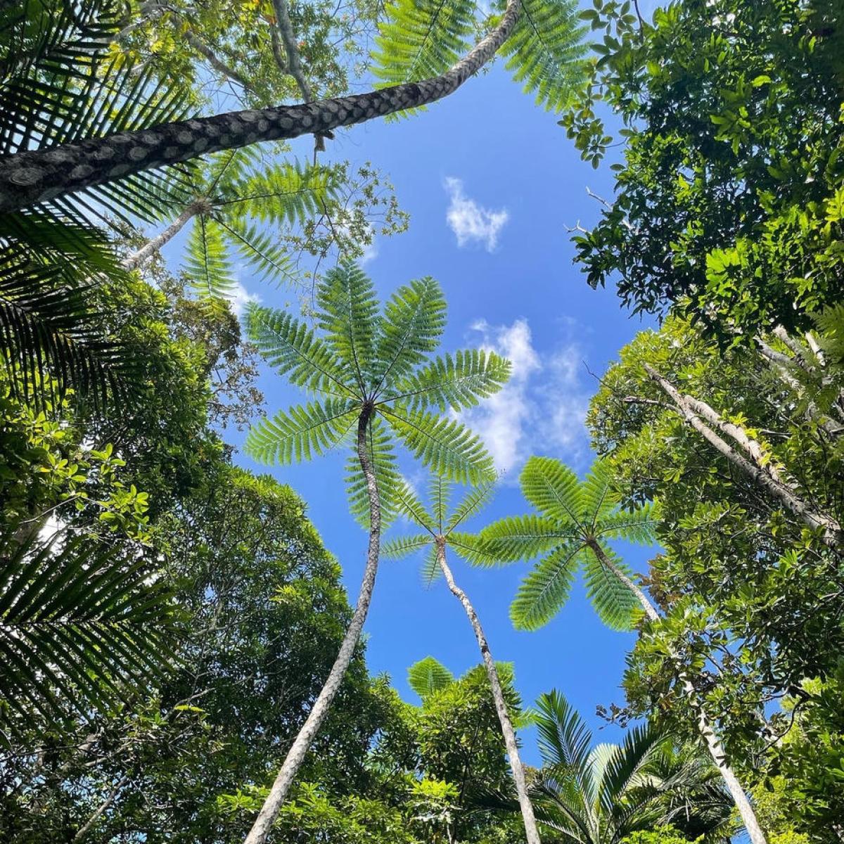 Visit the Great Ferns Park in Farino | New Caledonia Tourism: The ...